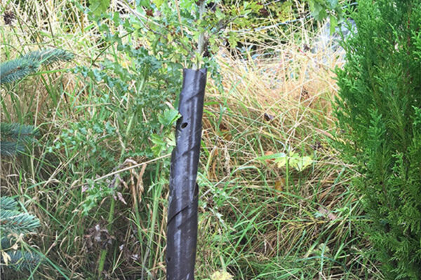 The Benefits of Using Tree Guards: Protecting Young Trees from Animal ...